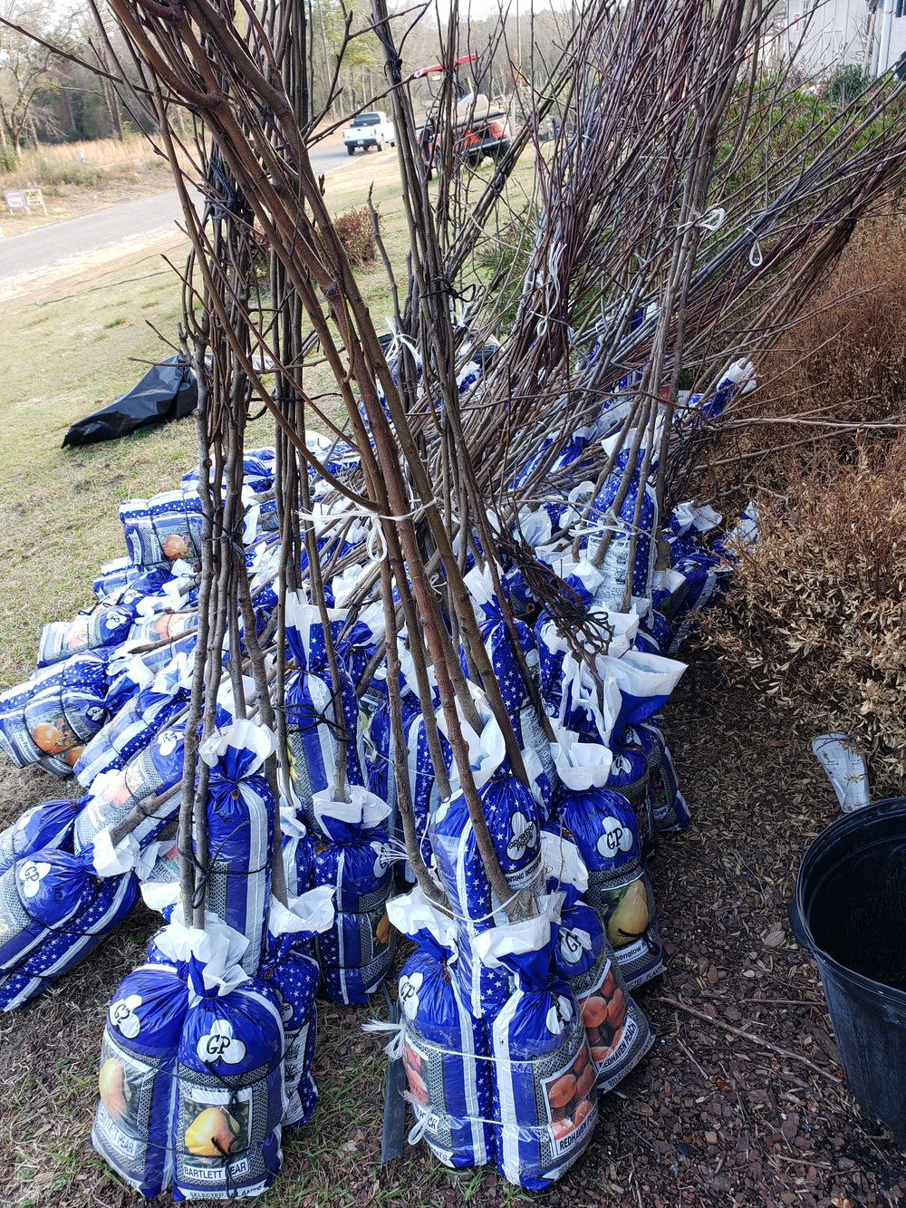 Advanced Nursery Growers: Elevating Expertise in the Horticultural Sector