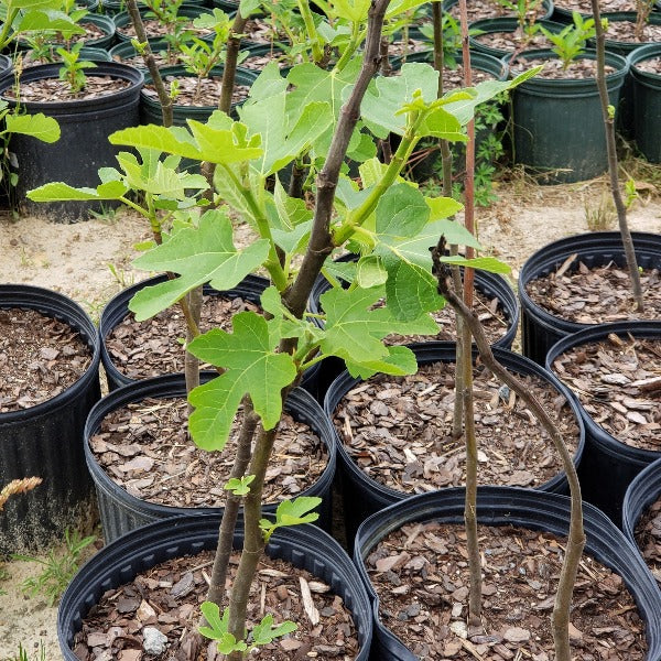 Advanced Nursery Growers: Elevating Expertise in the Horticultural Sector