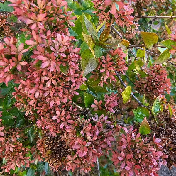 Advanced Nursery Growers: Elevating Expertise in the Horticultural Sector