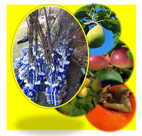 Advanced Nursery Growers: Elevating Expertise in the Horticultural Sector