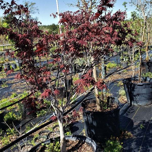 Advanced Nursery Growers: Elevating Expertise in the Horticultural Sector