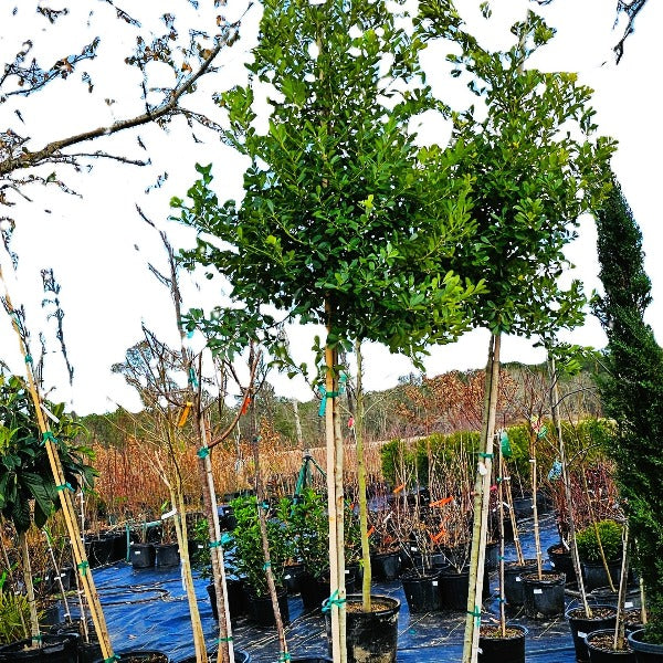 Advanced Nursery Growers: Elevating Expertise in the Horticultural Sector