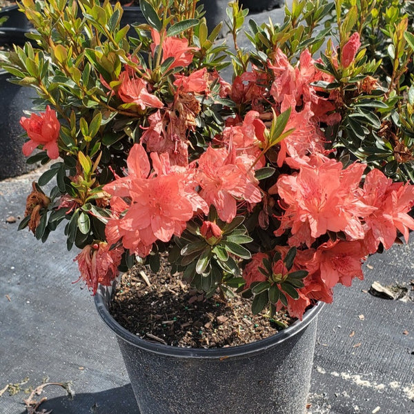 Advanced Nursery Growers: Elevating Expertise in the Horticultural Sector