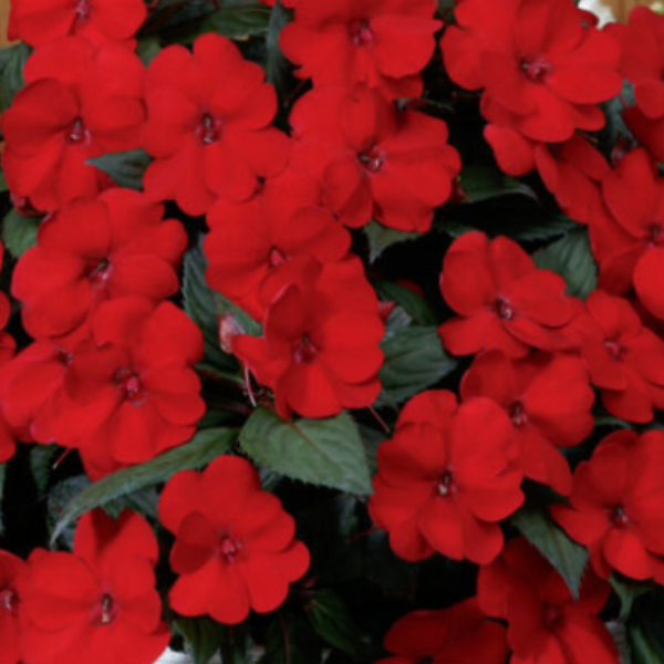 Advanced Nursery Growers: Elevating Expertise in the Horticultural Sector