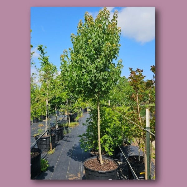 Advanced Nursery Growers: Elevating Expertise in the Horticultural Sector