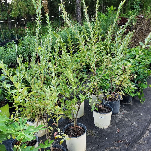 Advanced Nursery Growers: Elevating Expertise in the Horticultural Sector