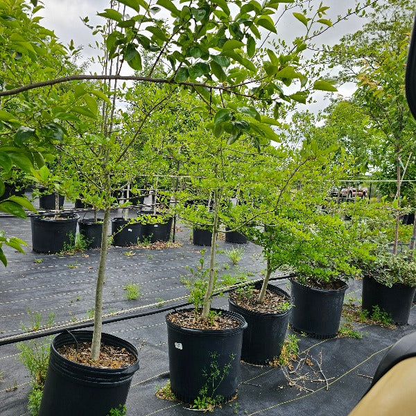 Advanced Nursery Growers: Elevating Expertise in the Horticultural Sector