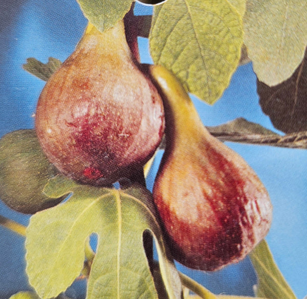 Advanced Nursery Growers: Elevating Expertise in the Horticultural Sector