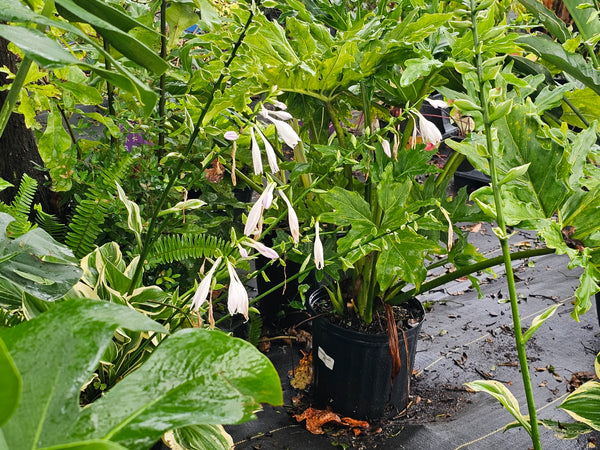 Advanced Nursery Growers: Elevating Expertise in the Horticultural Sector