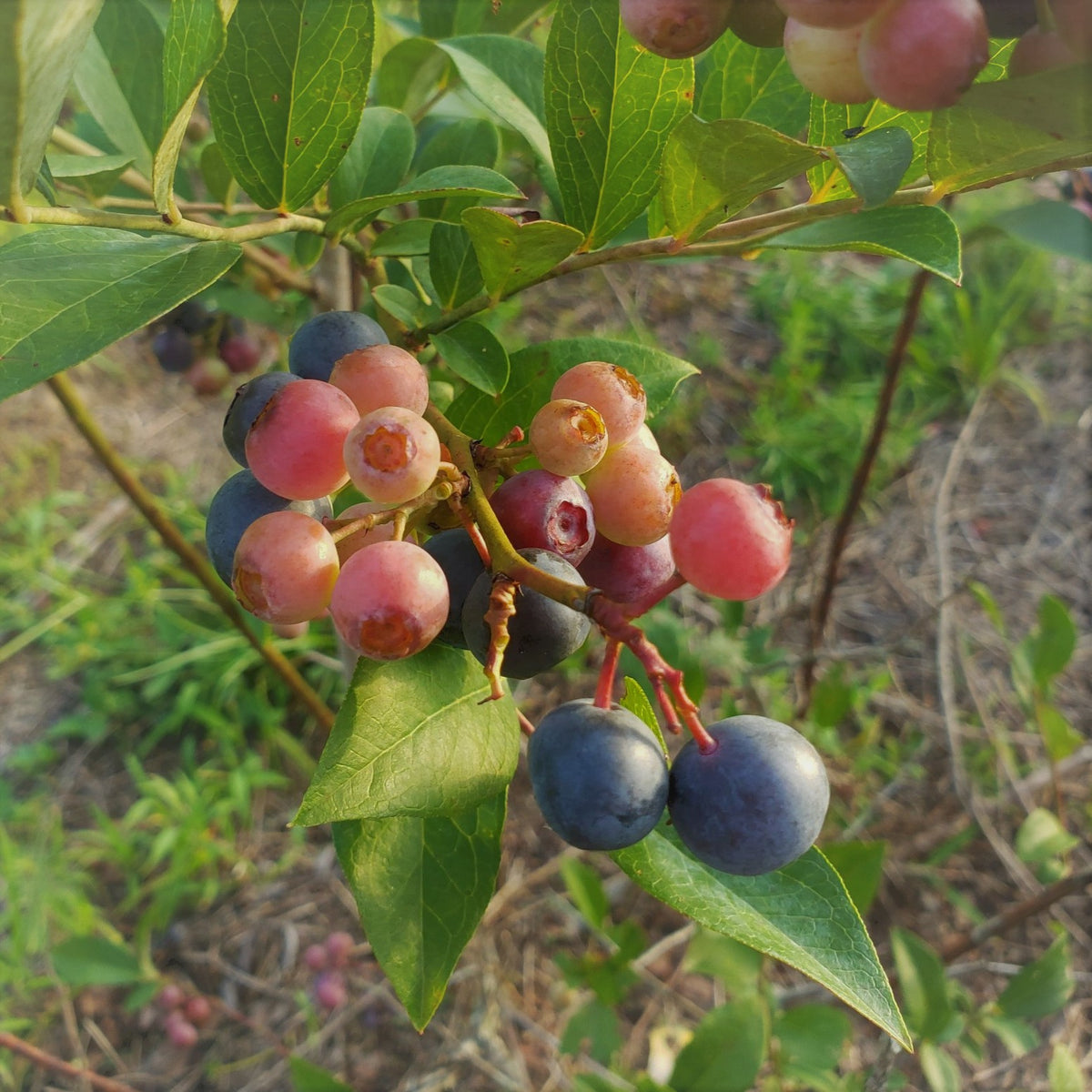 Advanced Nursery Growers: Elevating Expertise in the Horticultural Sector