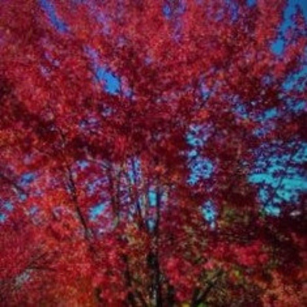 Advanced Nursery Growers: Elevating Expertise in the Horticultural Sector