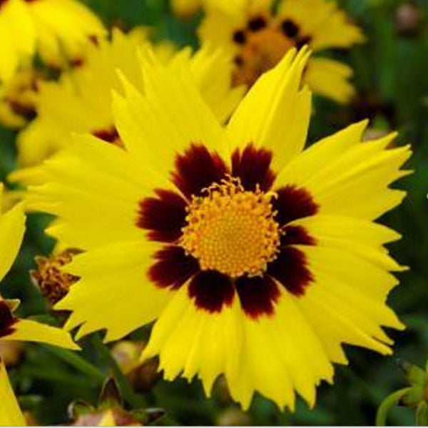 Advanced Nursery Growers: Elevating Expertise in the Horticultural Sector