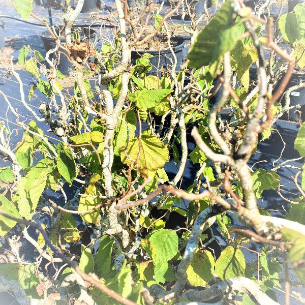 Advanced Nursery Growers: Elevating Expertise in the Horticultural Sector