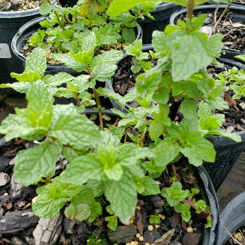 Advanced Nursery Growers: Elevating Expertise in the Horticultural Sector