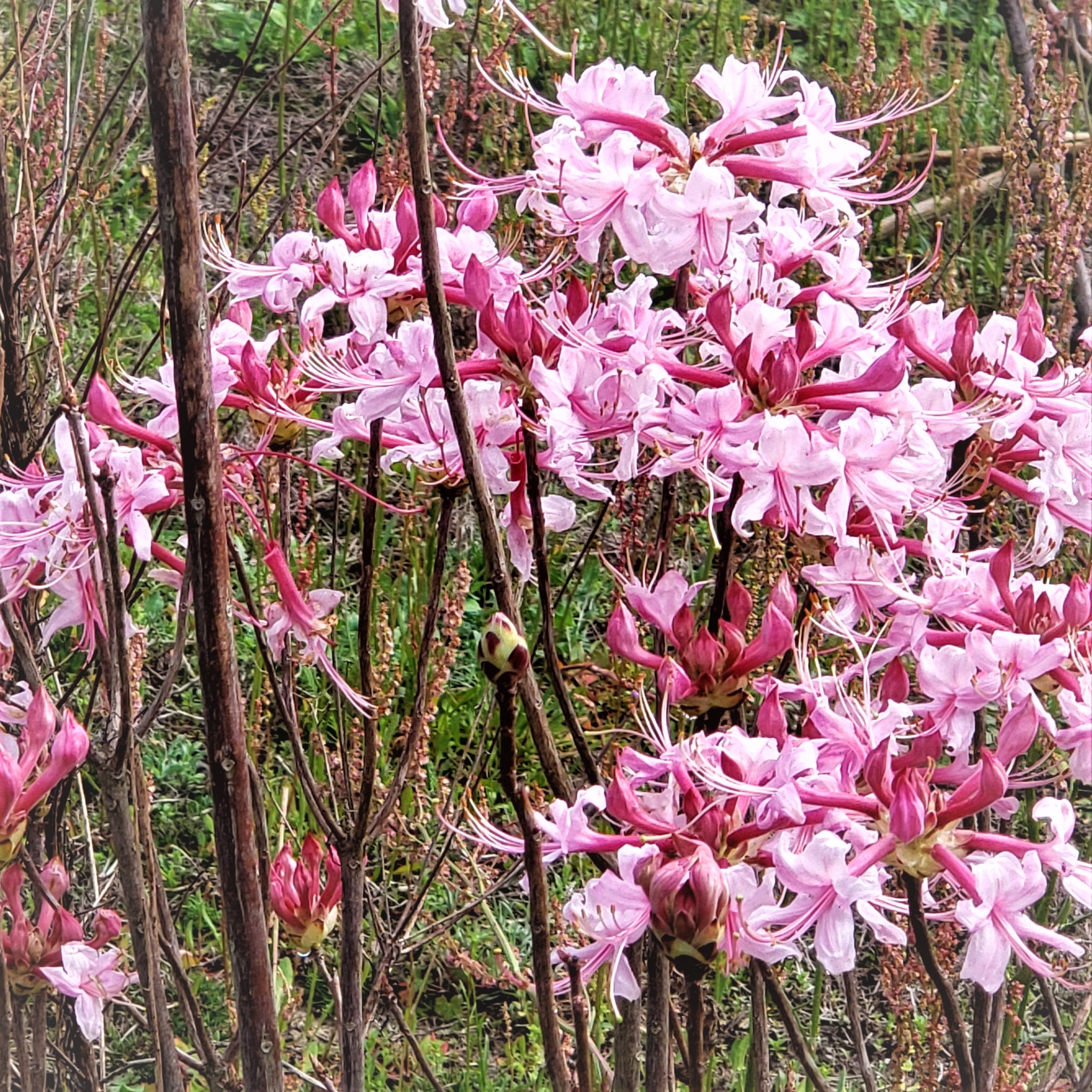 Advanced Nursery Growers: Elevating Expertise in the Horticultural Sector