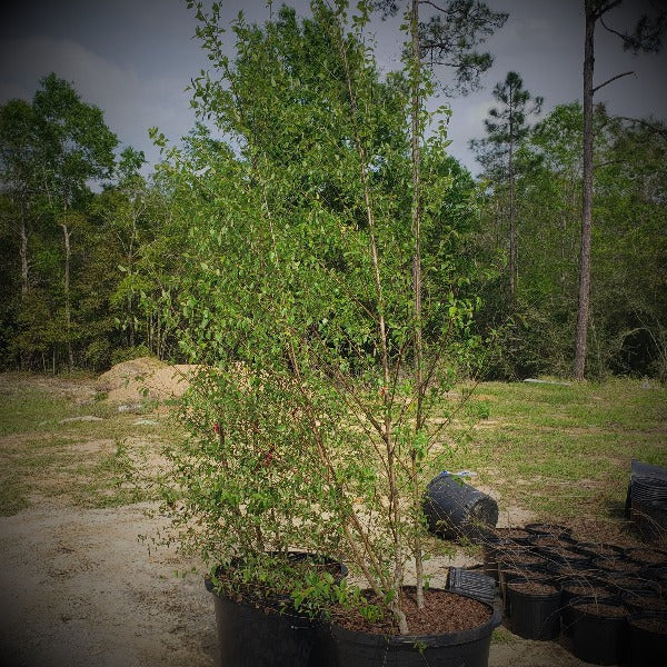 Advanced Nursery Growers: Elevating Expertise in the Horticultural Sector