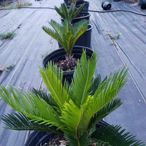Starter Of Sago Palm Photo Sago Palms "starter Kit" Complete Grow Kit