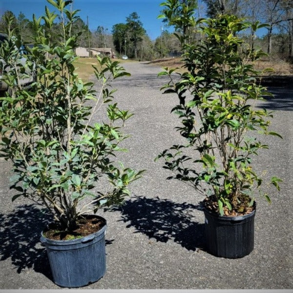 Tea Olive Tree Plant