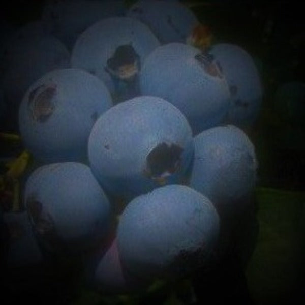 Advanced Nursery Growers: Elevating Expertise in the Horticultural Sector