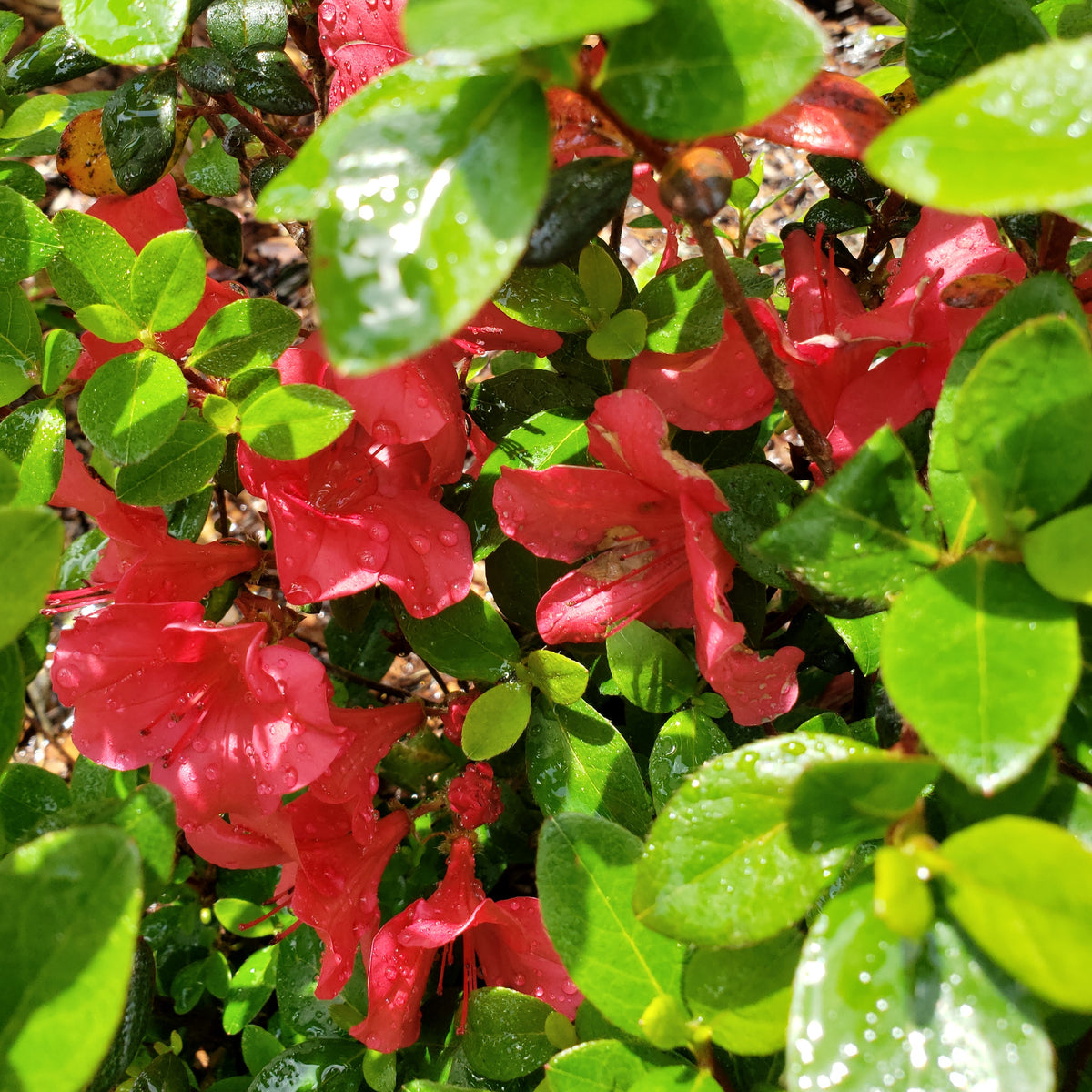 Advanced Nursery Growers: Elevating Expertise in the Horticultural Sector