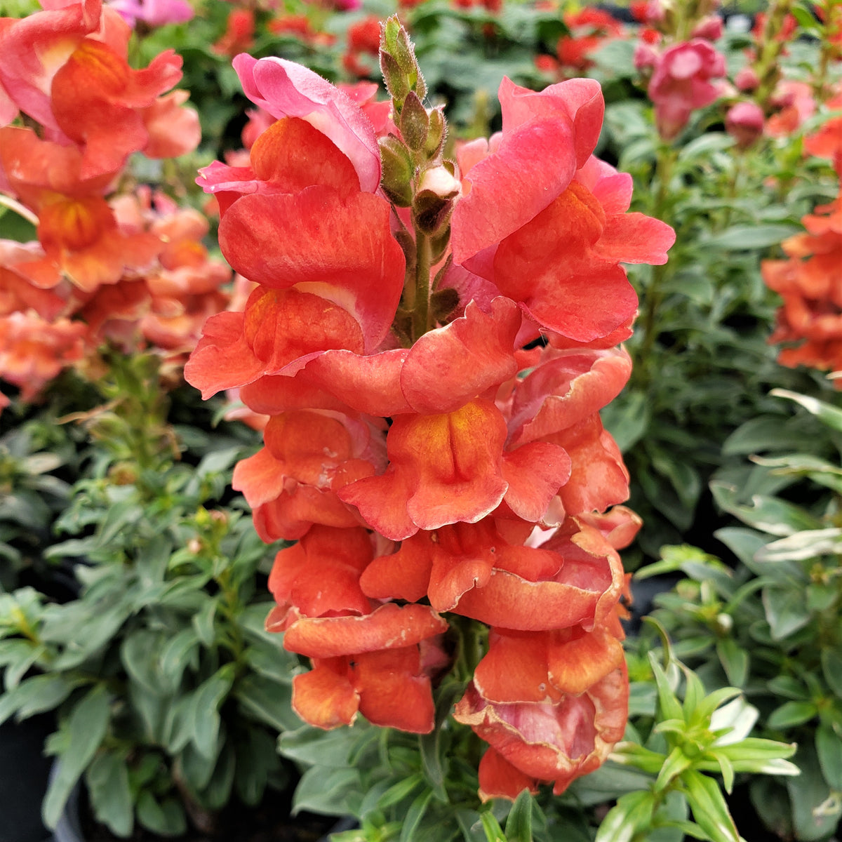 Advanced Nursery Growers: Elevating Expertise in the Horticultural Sector